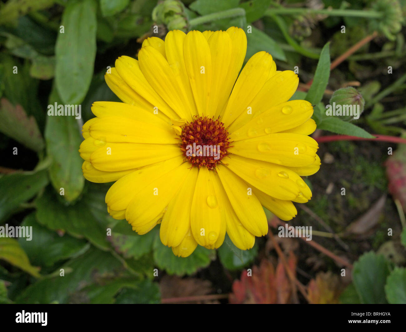 Calendula officinalis cultivar (Pot Marigold) Flower Stock Photo - Alamy