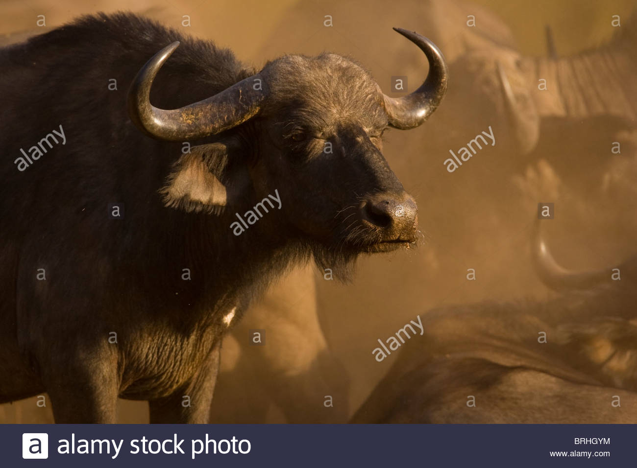 A Cape buffalo squints against blowing dust Stock Photo - Alamy