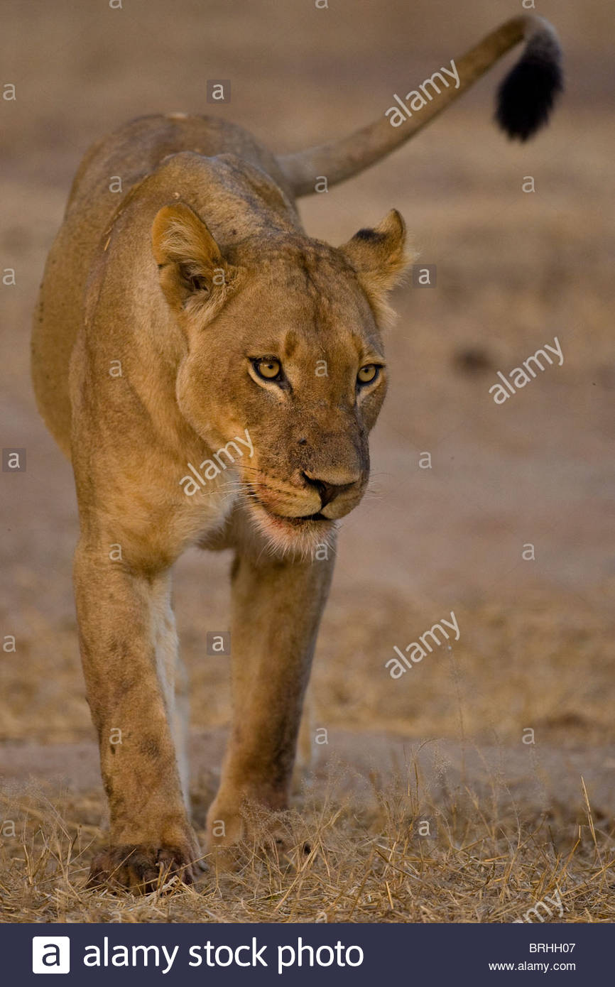 Portrait of a female lion walking toward the camera Stock Photo - Alamy