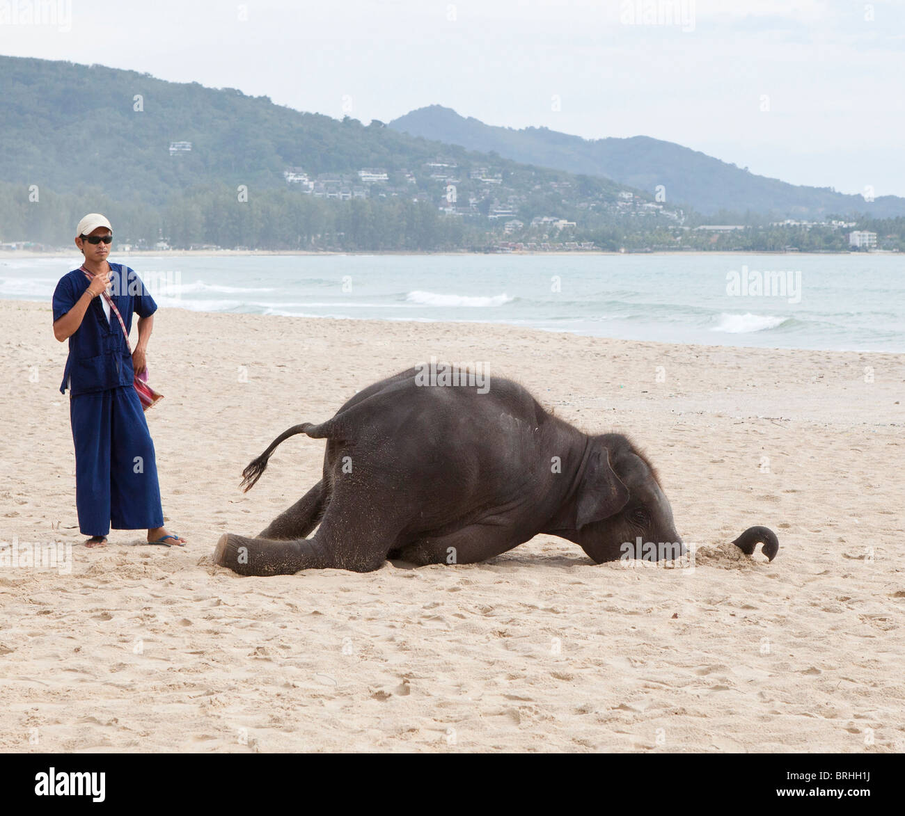Elephant with handler on a beach in Thailand Stock Photo - Alamy