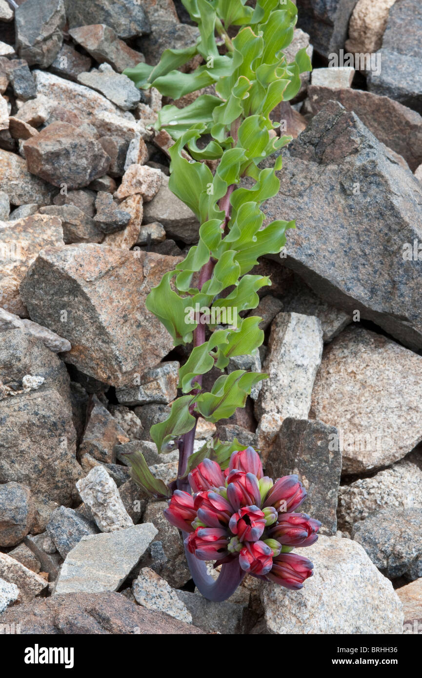 Garra de Leon or Lions Claw (Leontochir ovallei) unfolding flowers ...