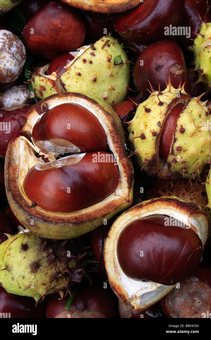 Close Up of Autumn Conkers from a Chestnut Tree Aesculus Hippocastanum ...