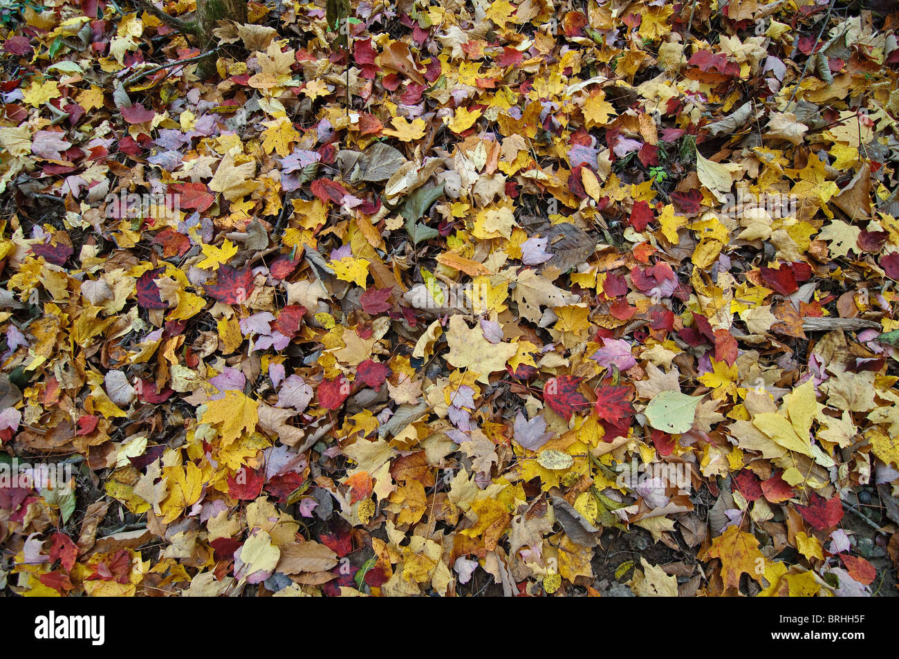 Ohio fall leaves hi-res stock photography and images - Alamy