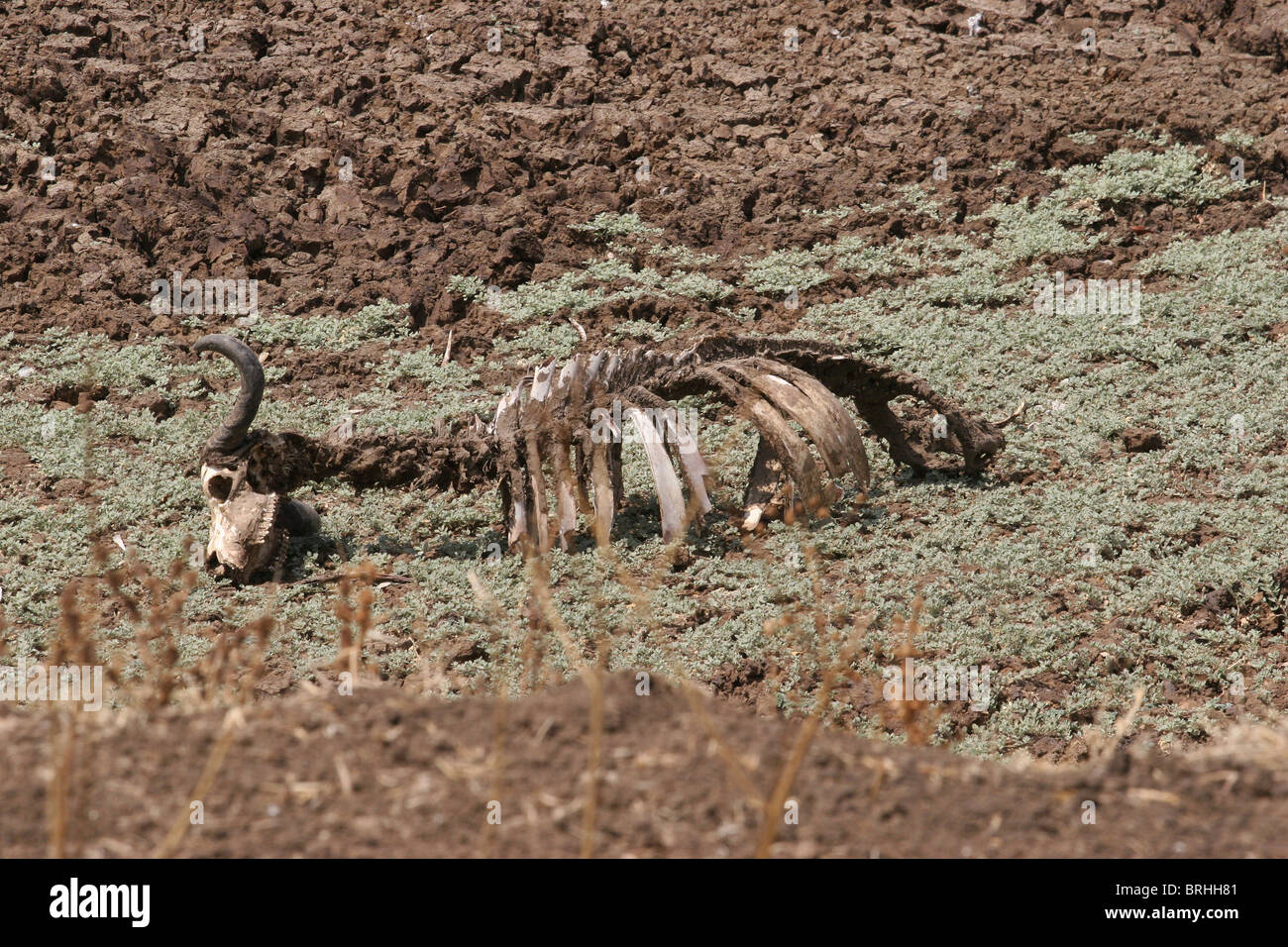 A buffalo carcass at South Luangwa National Park, Zambia Stock Photo ...
