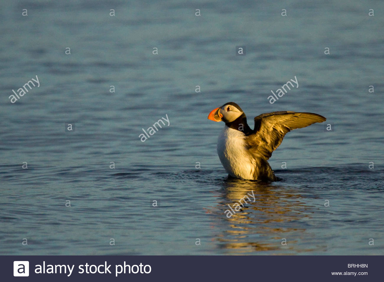 An Atlantic puffin flaps its wings in the water Stock Photo - Alamy