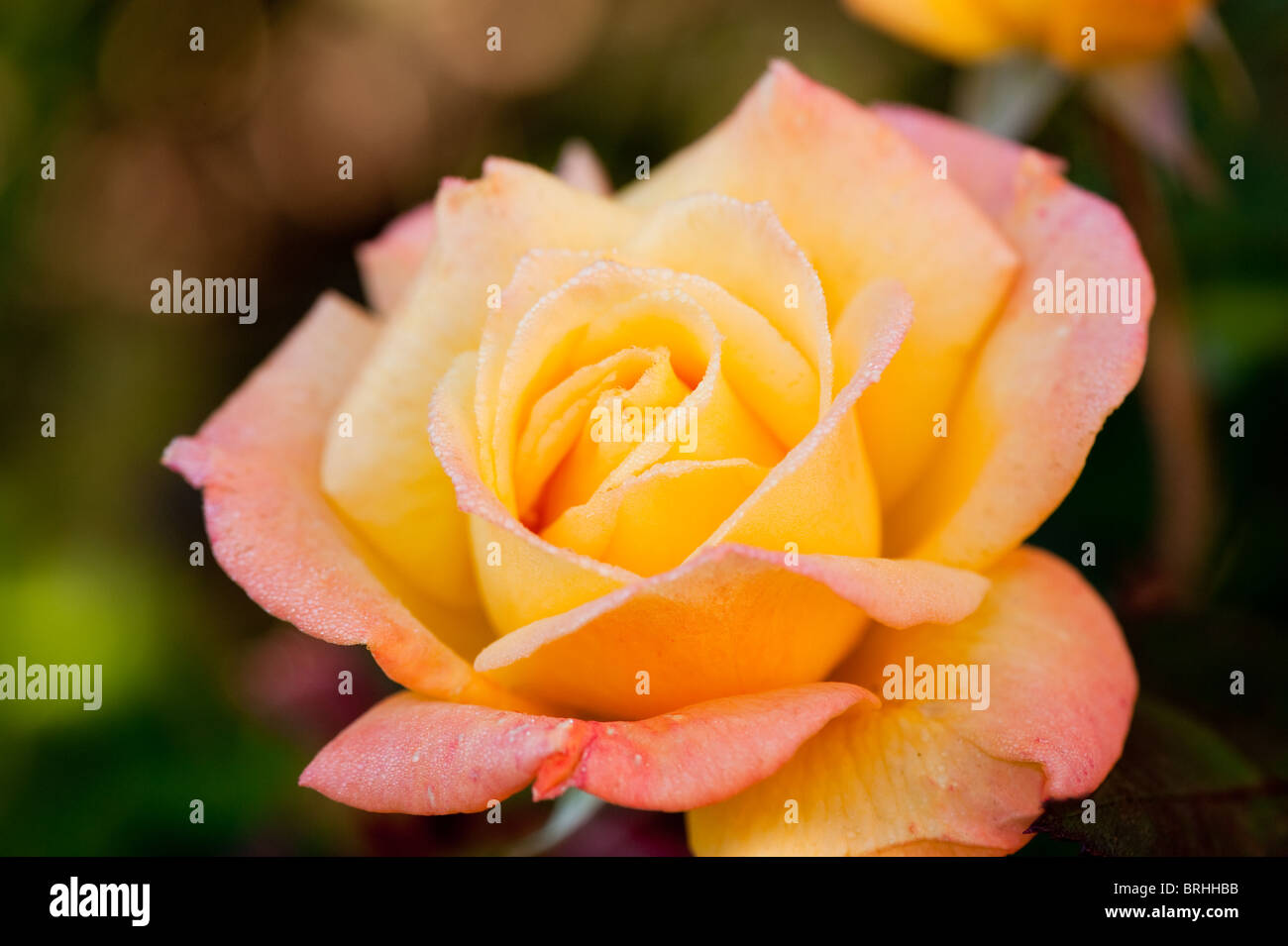 Single rose flower wet after rain hi-res stock photography and images ...