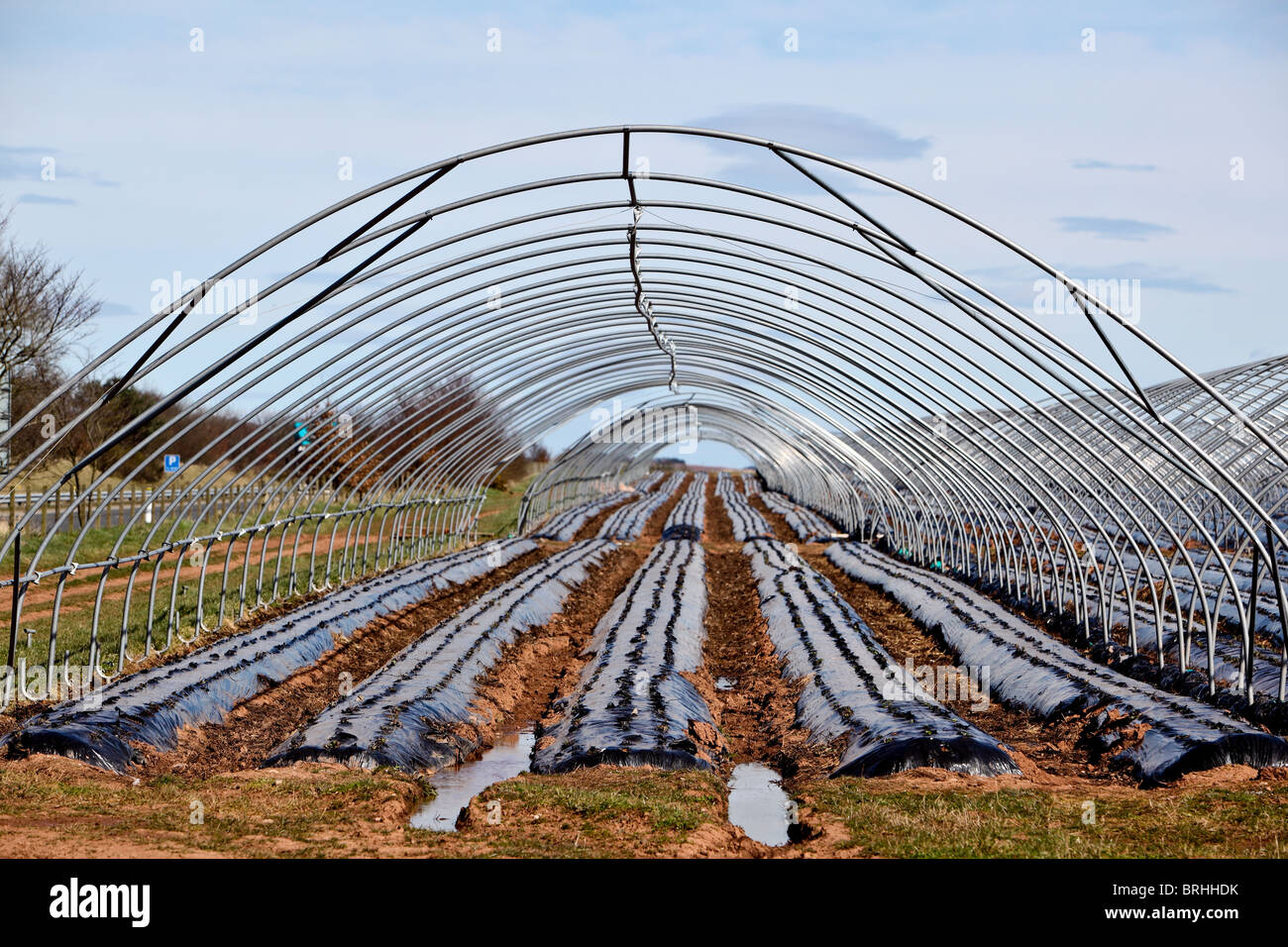 Intensive farming. Spring preparation Angus Scotland Stock Photo - Alamy