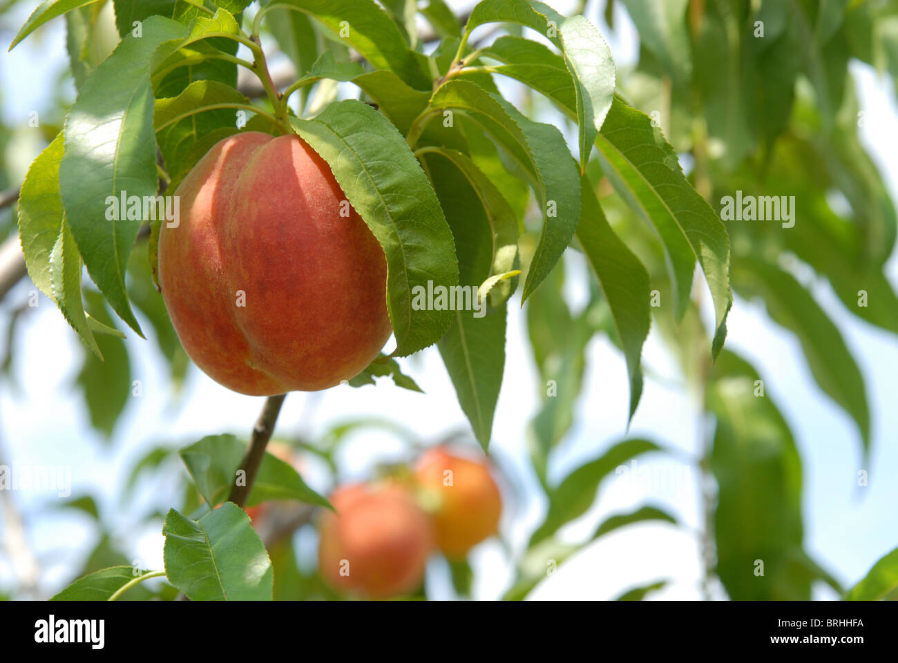 peach on peach tree Stock Photo - Alamy