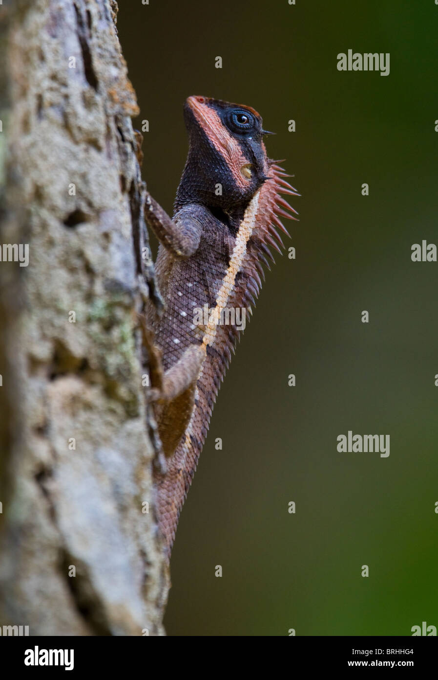 FOREST CRESTED LIZARD (Calotes emma) Khao Nor Chuchi Wildlife Reserve ...
