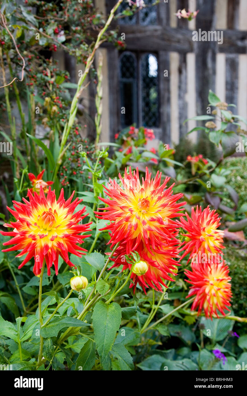 Red cactus dahlia hi-res stock photography and images - Alamy
