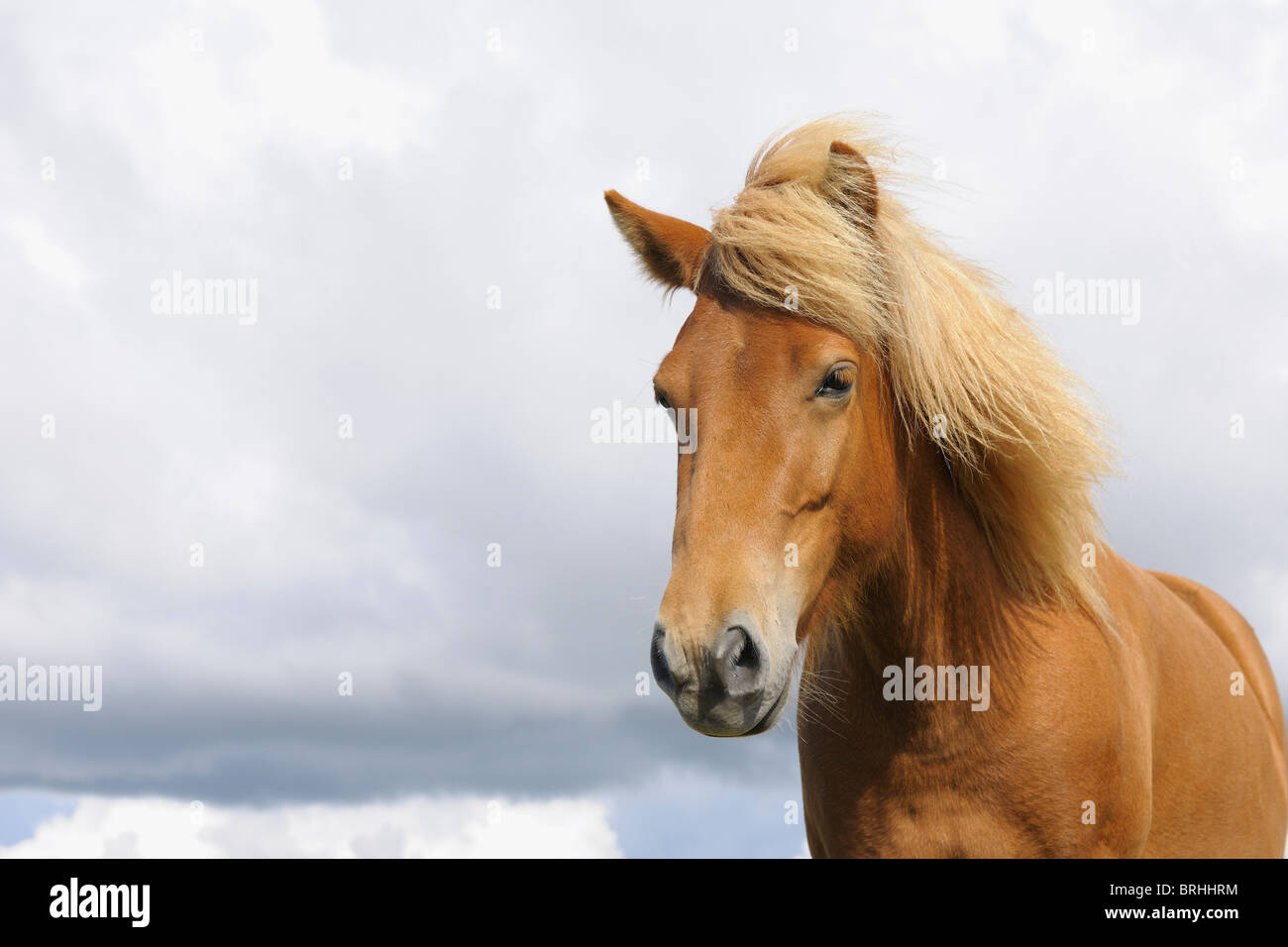 Iceland tolter hi-res stock photography and images - Alamy