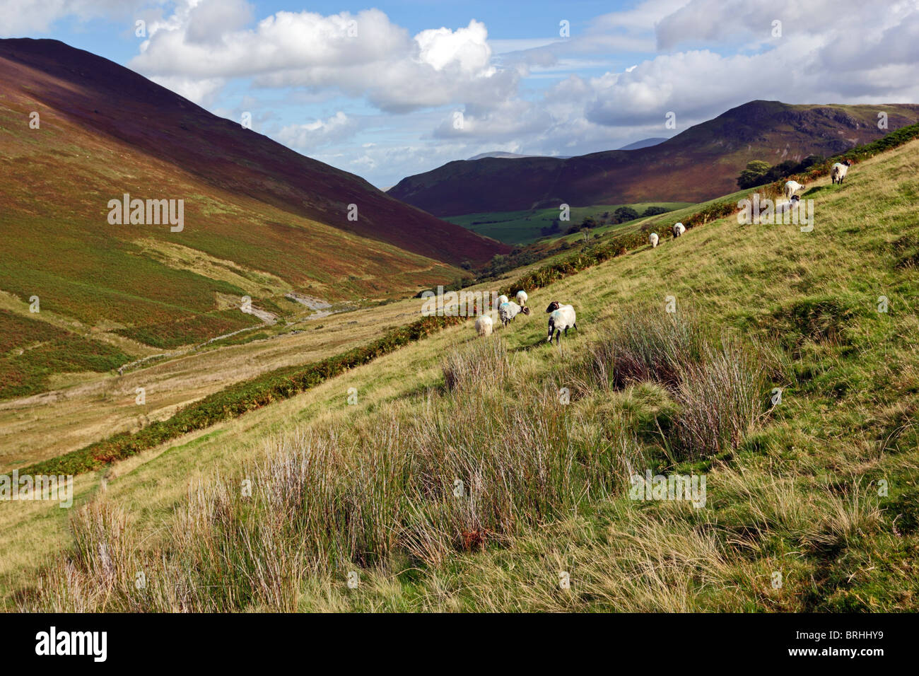 Looking out towards Catbells and Newlands from Rigg Beck in the Lake ...