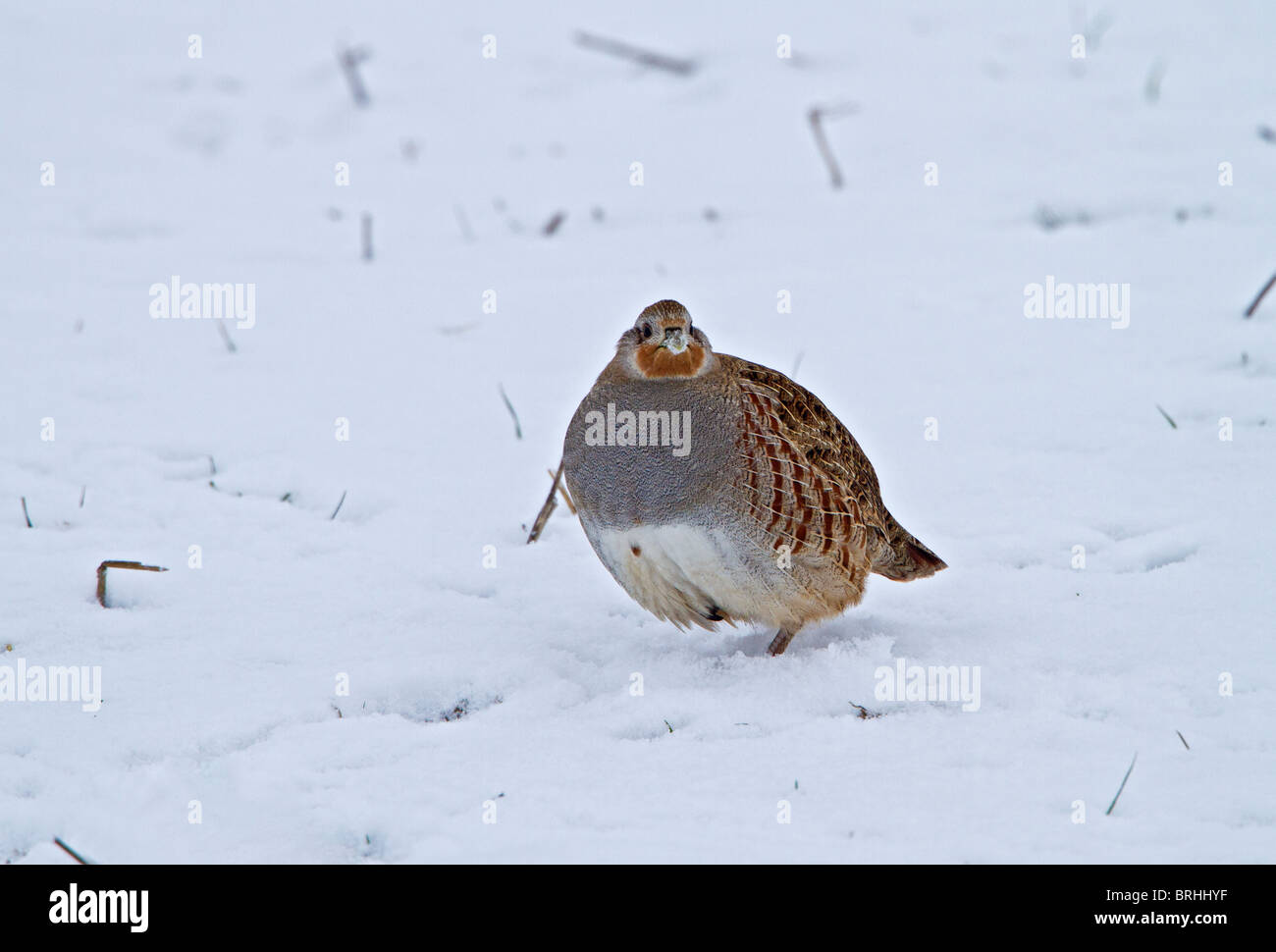 Grey partridge ( Perdix perdix ) feeding in snow Stock Photo - Alamy