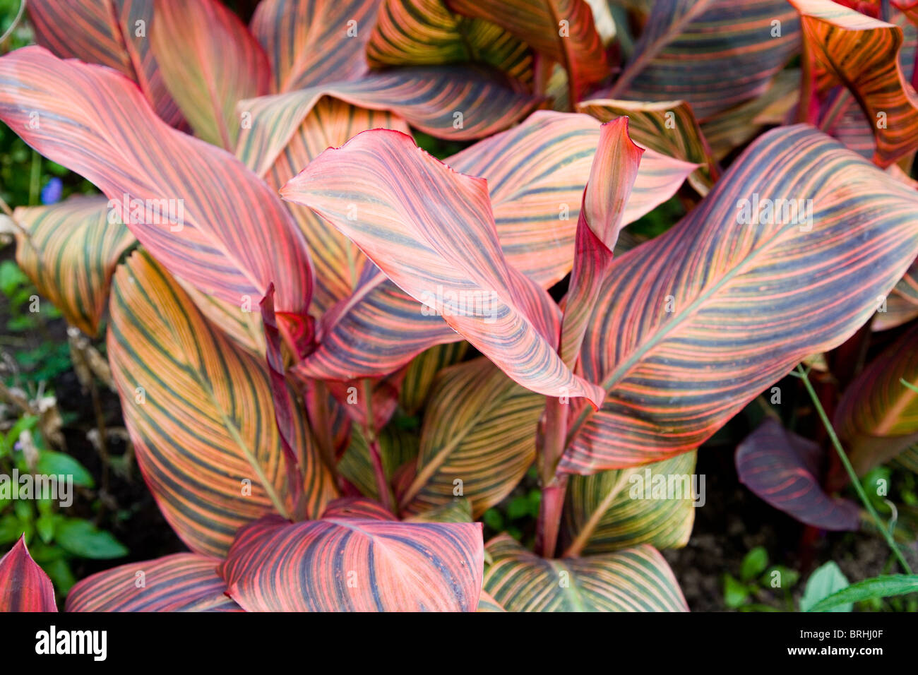 Purple leaved canna hi-res stock photography and images - Alamy