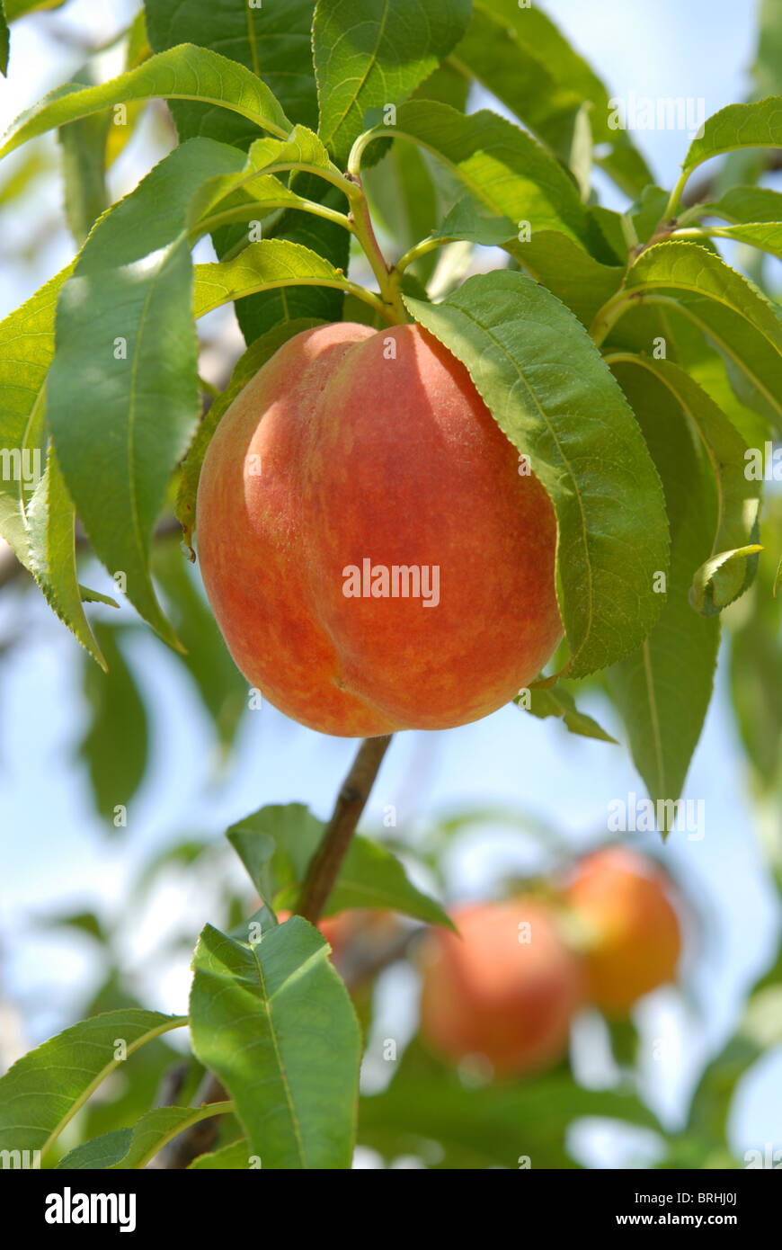 peach on peach tree Stock Photo - Alamy