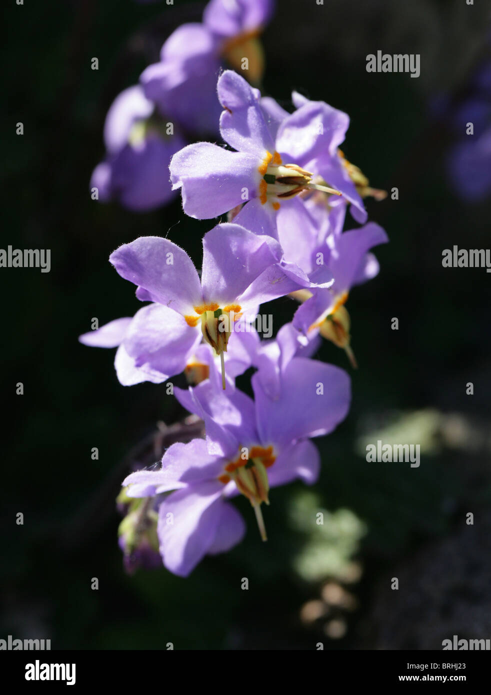 Pyrenean Violet, Ramonda pyrenaica, Gesneriaceae, France & Spain ...