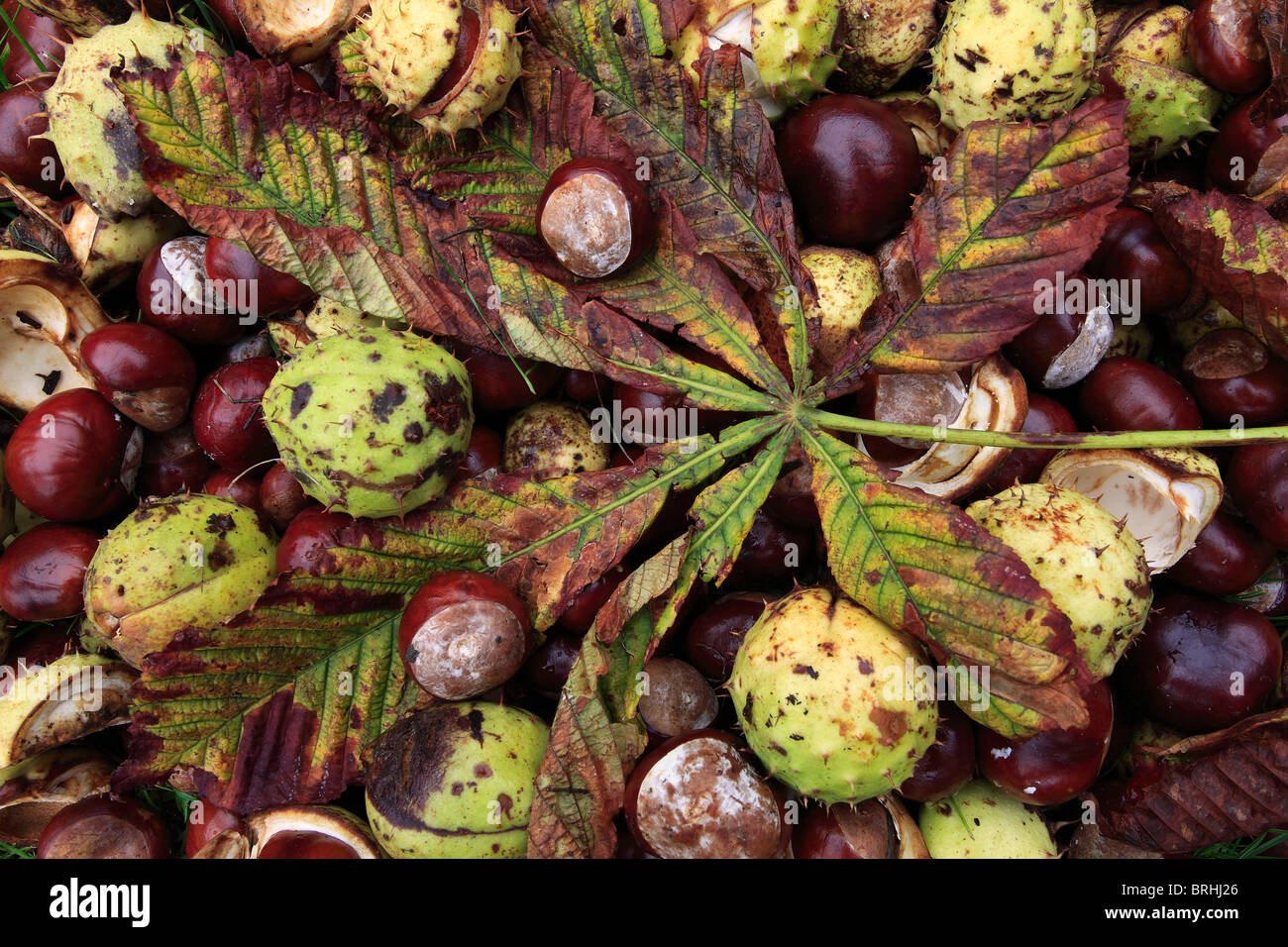 Close Up of Autumn Conkers from a Chestnut Tree Aesculus Hippocastanum ...