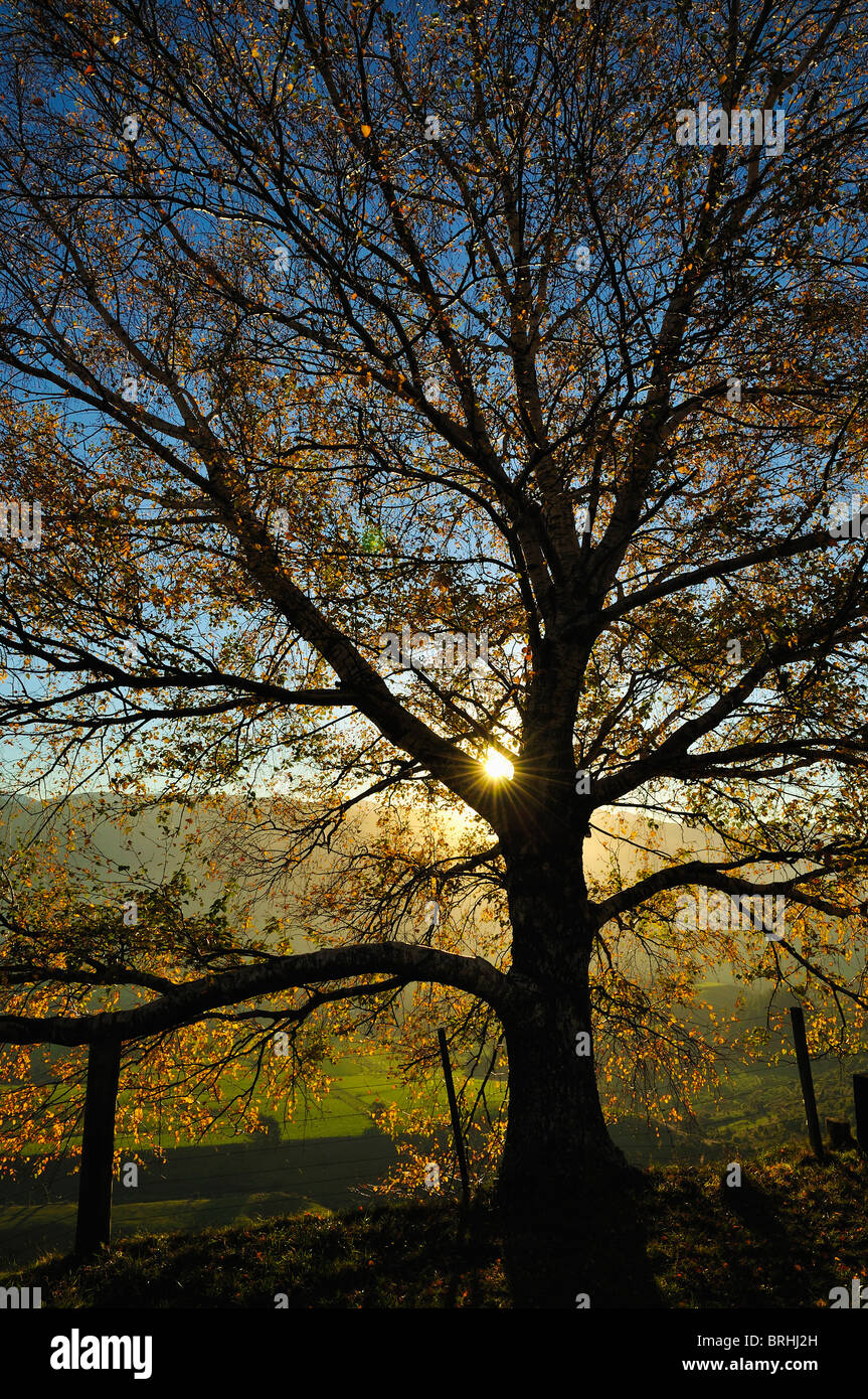 Beech Tree, Takaka Hill, Tasman, South Island, New Zealand Stock Photo ...