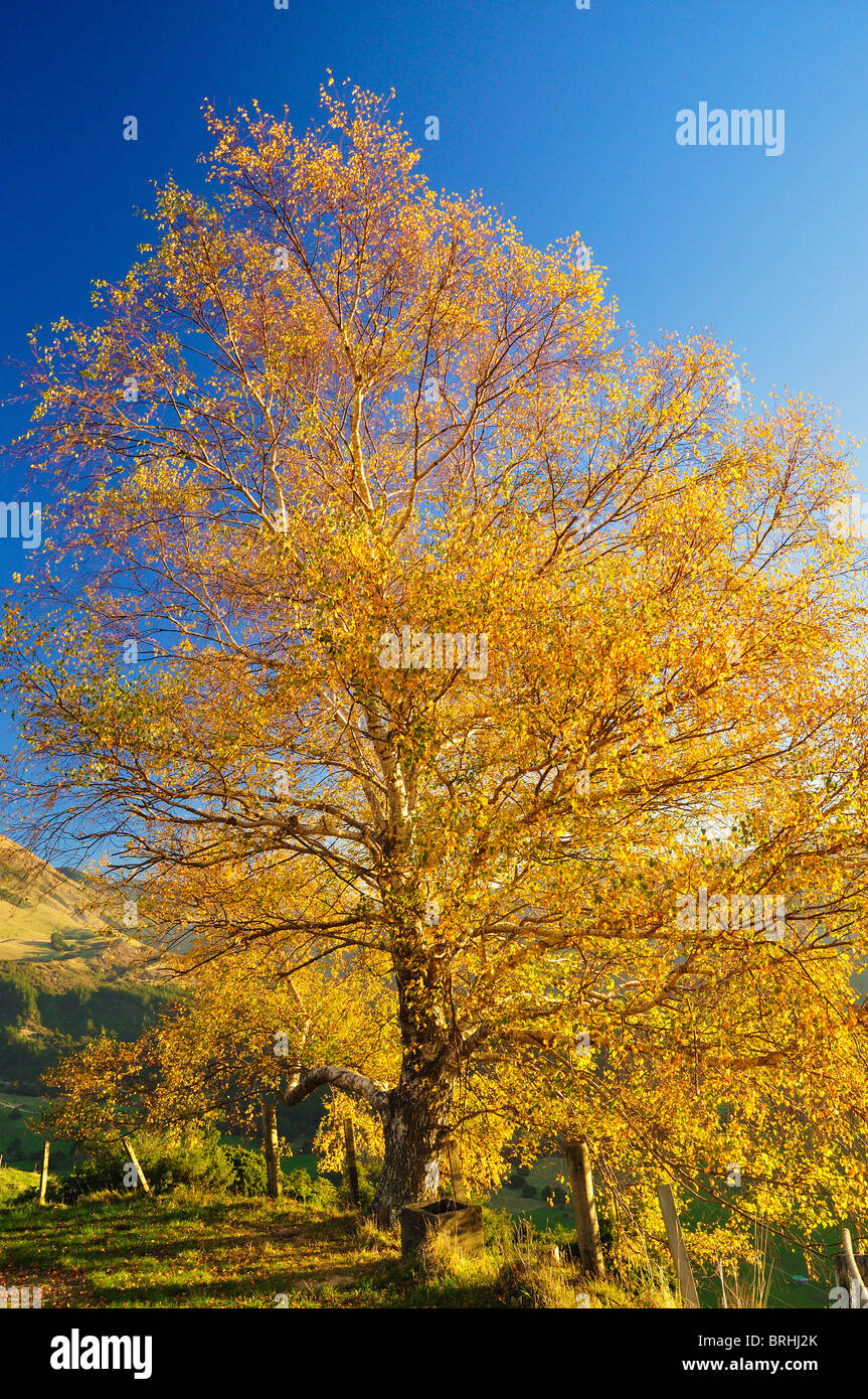 Birch Tree, Takaka Hill, Tasman, South Island, New Zealand Stock Photo ...