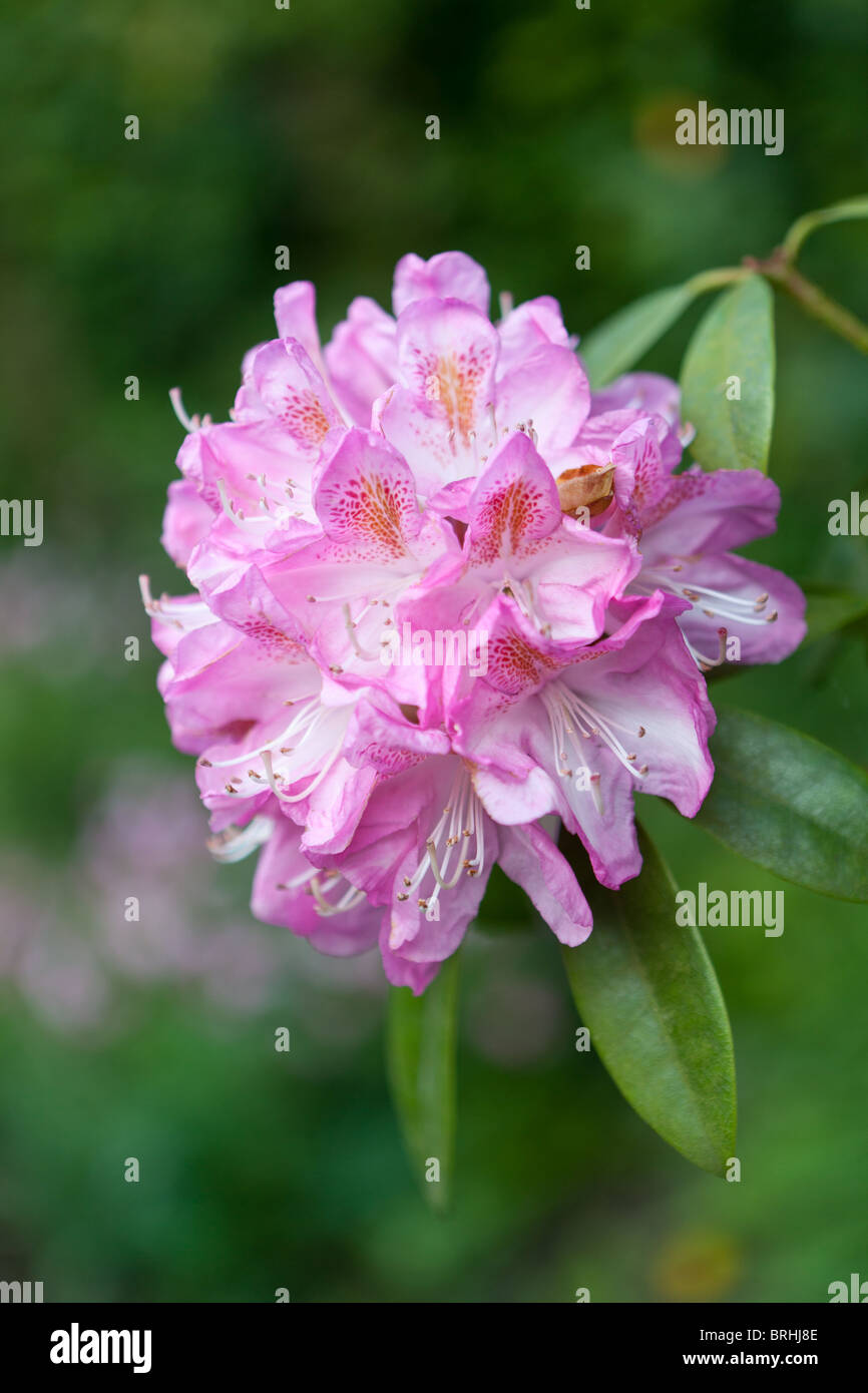 Pink rhododendron flower Stock Photo - Alamy