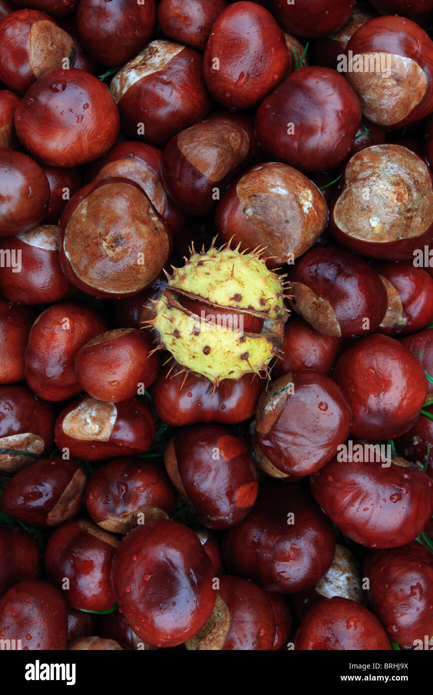 Chestnut spiky shell hi-res stock photography and images - Alamy