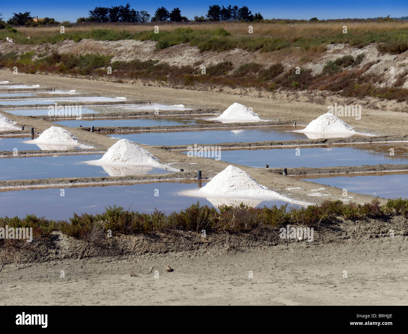 Prepared salt collected in piles in salt fields, one of the principle ...