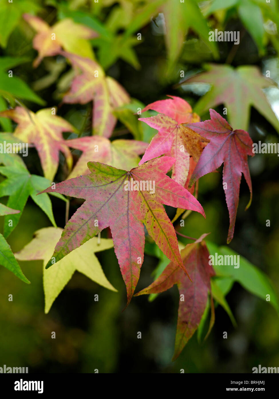 Liquidambar styraciflua autumn hi-res stock photography and images - Alamy