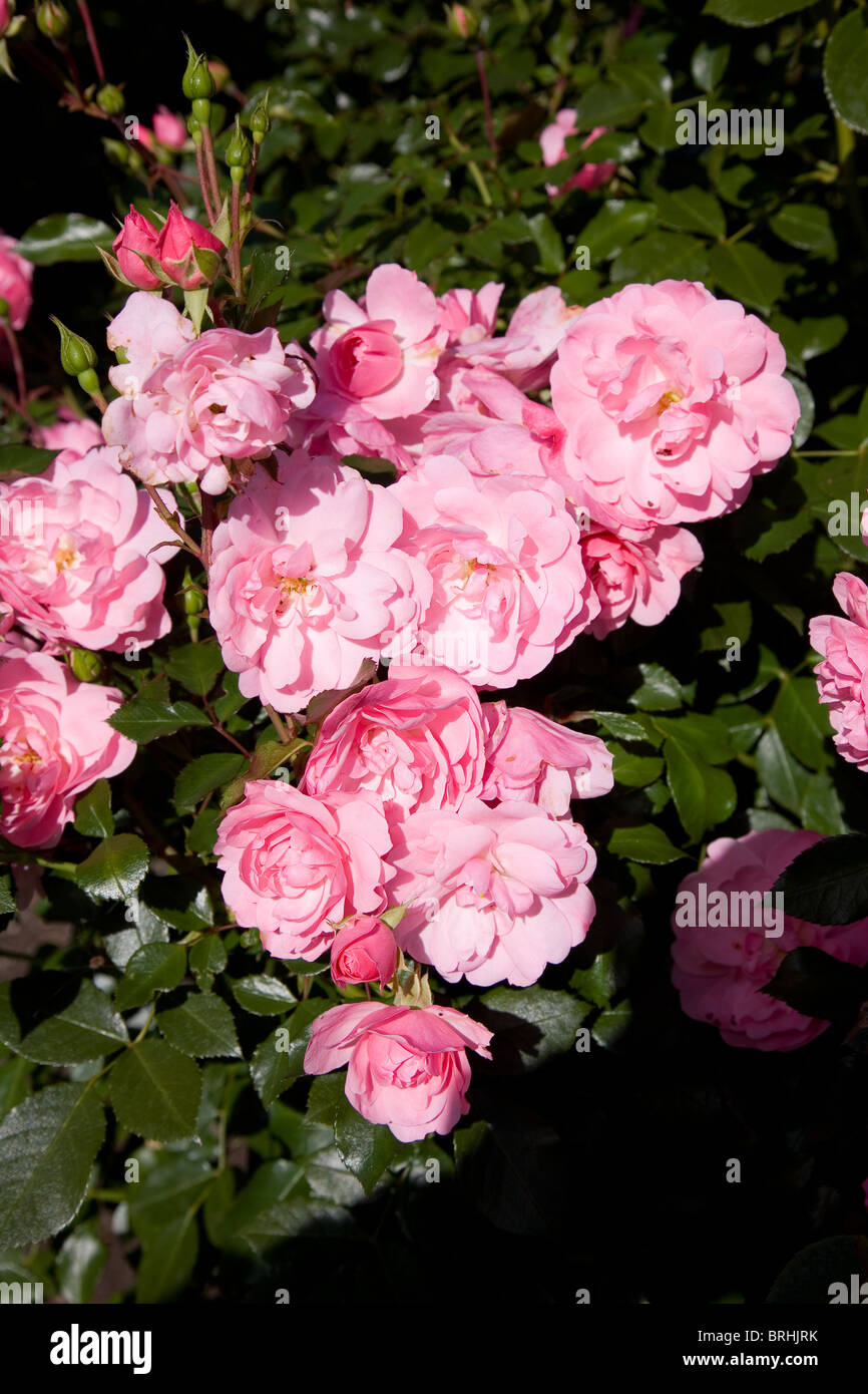 Rosa Bonica shrub rose (Meidomonac Stock Photo - Alamy