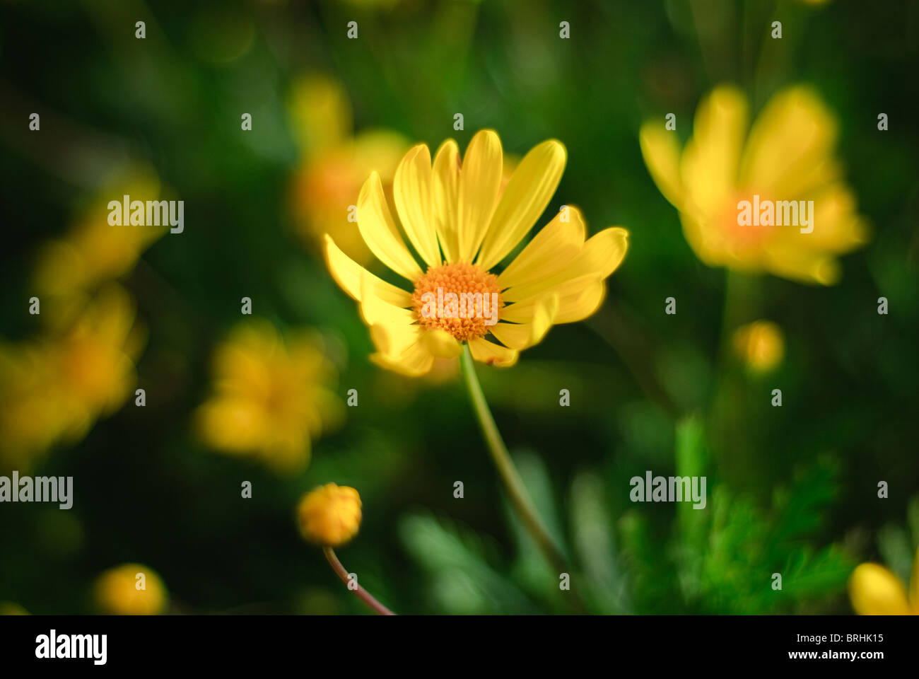 Marguerite daisy flower hi-res stock photography and images - Alamy