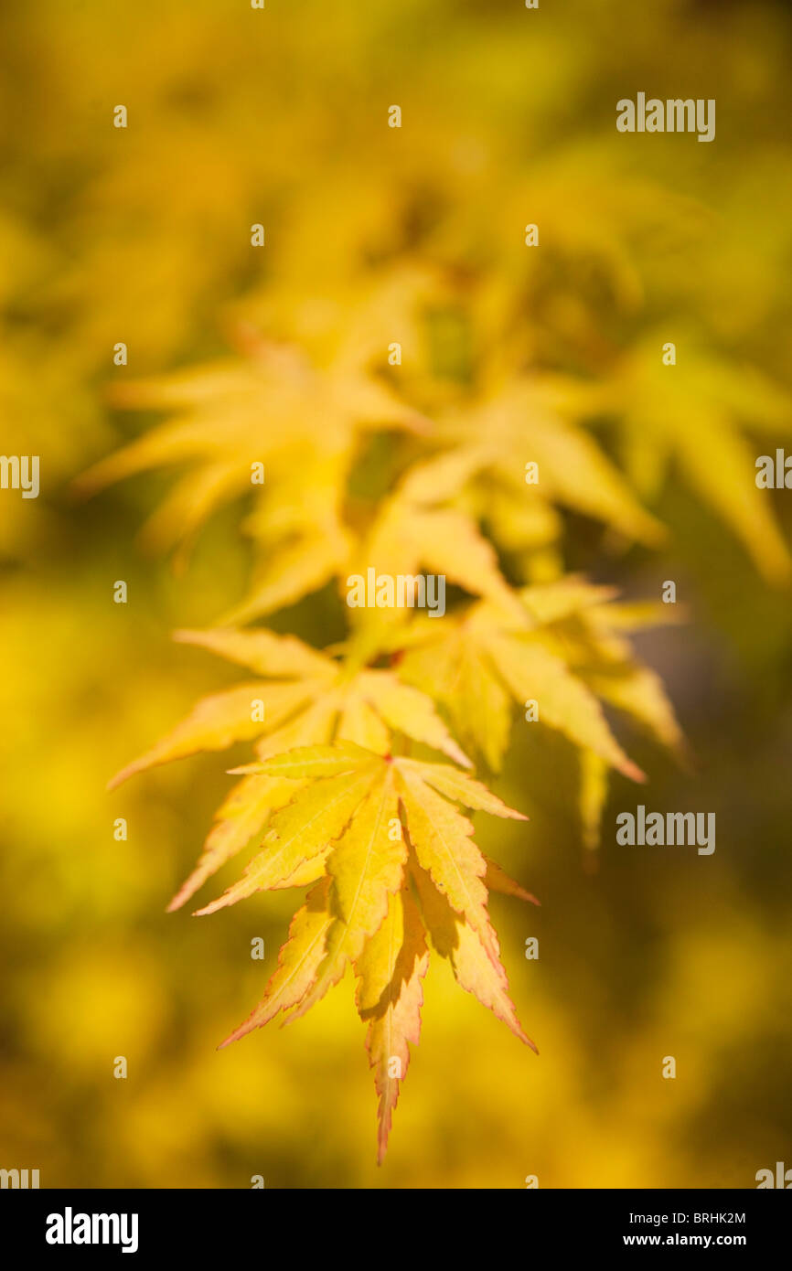 Smooth japanese maples hi-res stock photography and images - Alamy