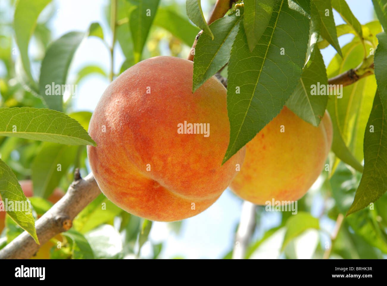 peach on peach tree Stock Photo - Alamy