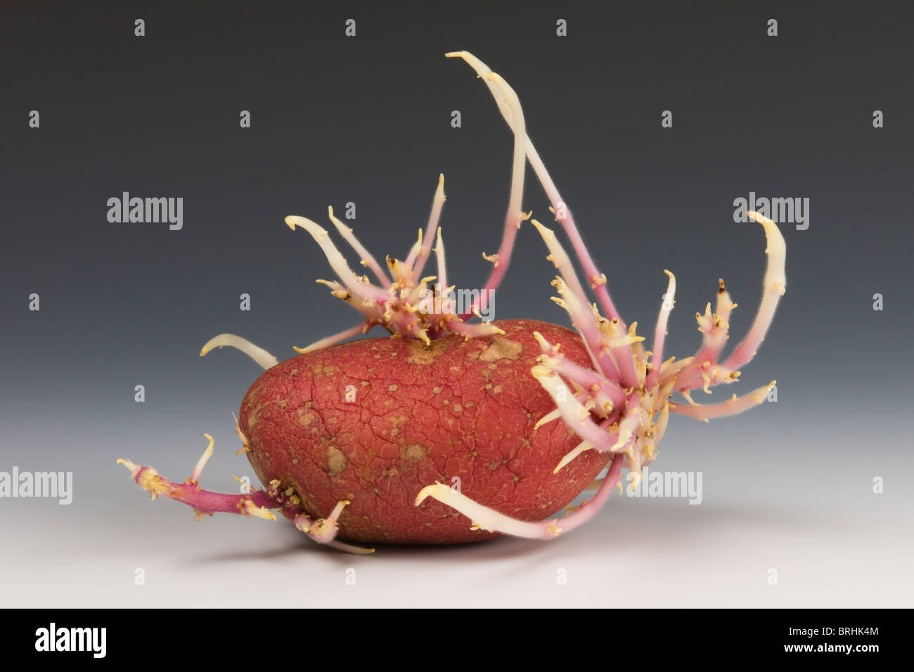 Rooster potato growing hi-res stock photography and images - Alamy