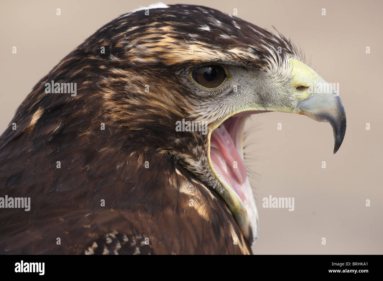 Hawk beak open hi-res stock photography and images - Alamy