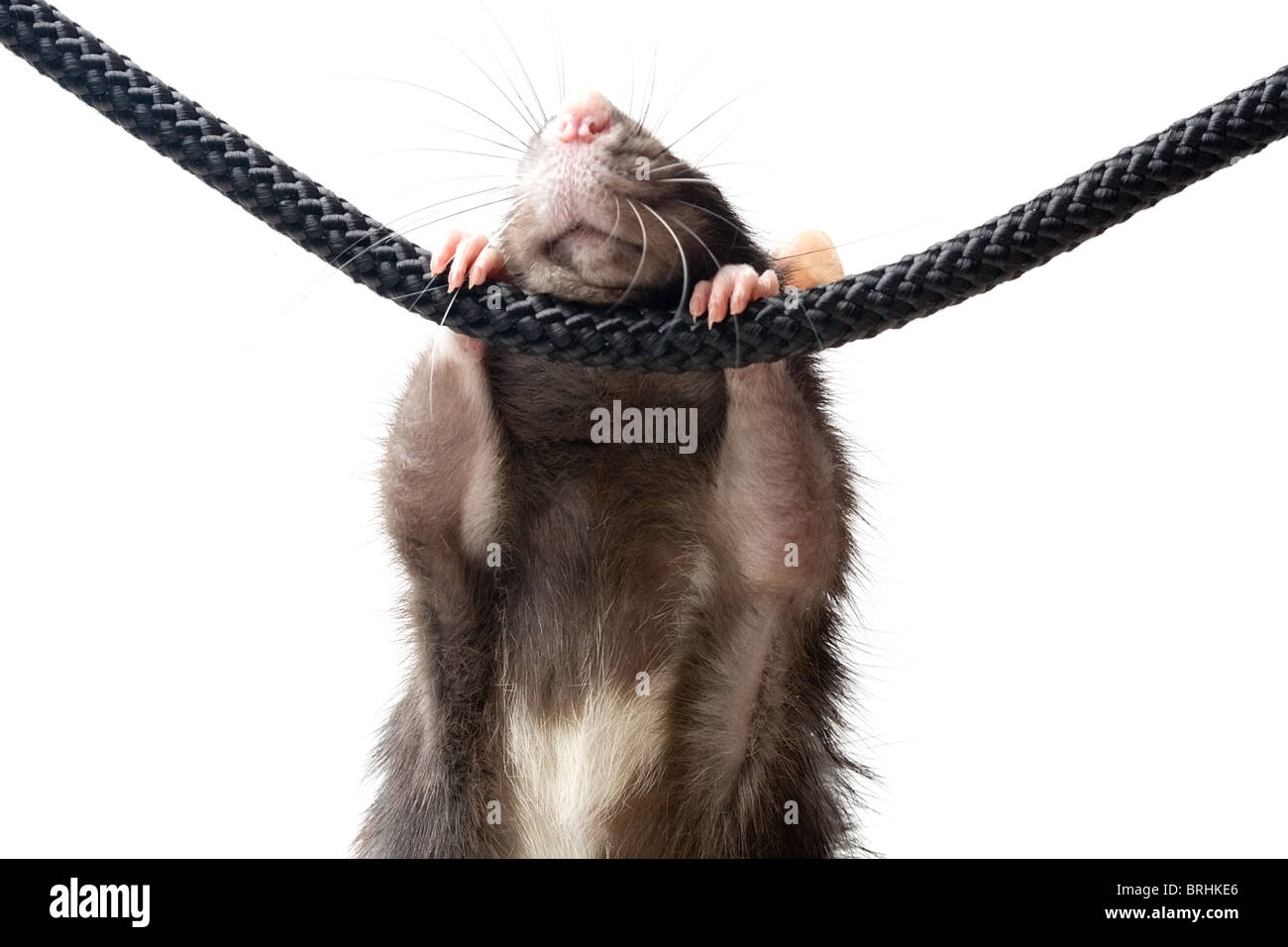 funny grey rat clutching at rope on white background Stock Photo - Alamy