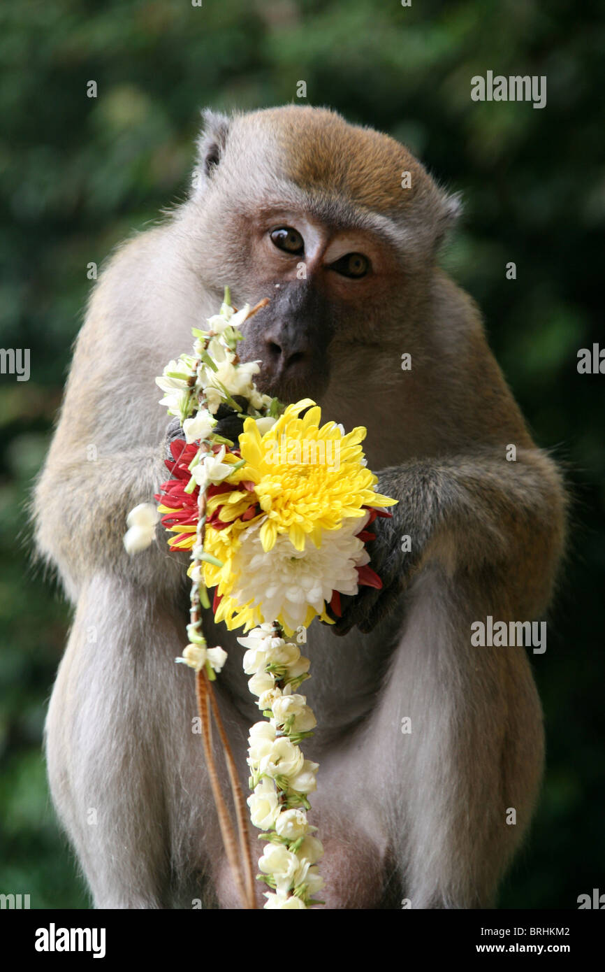 Macaque monkeys at the Batu Caves, Malaysia Stock Photo - Alamy