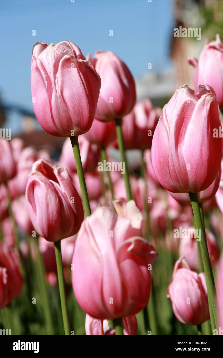 Tulips in St Petersburg, Russia Stock Photo - Alamy