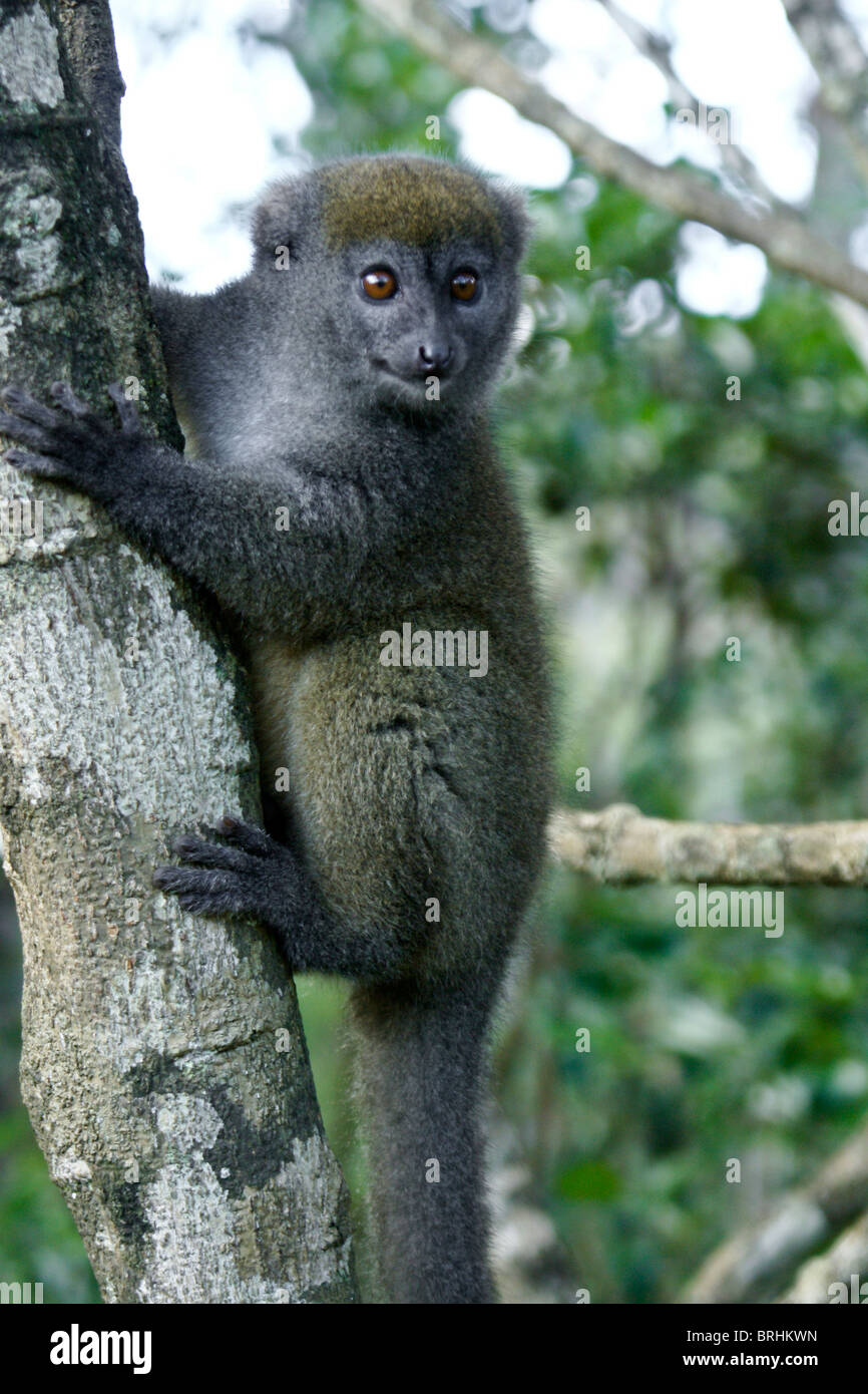 Gray bamboo lemur, Lemurs Island, Andasibe, Madagascar Stock Photo - Alamy