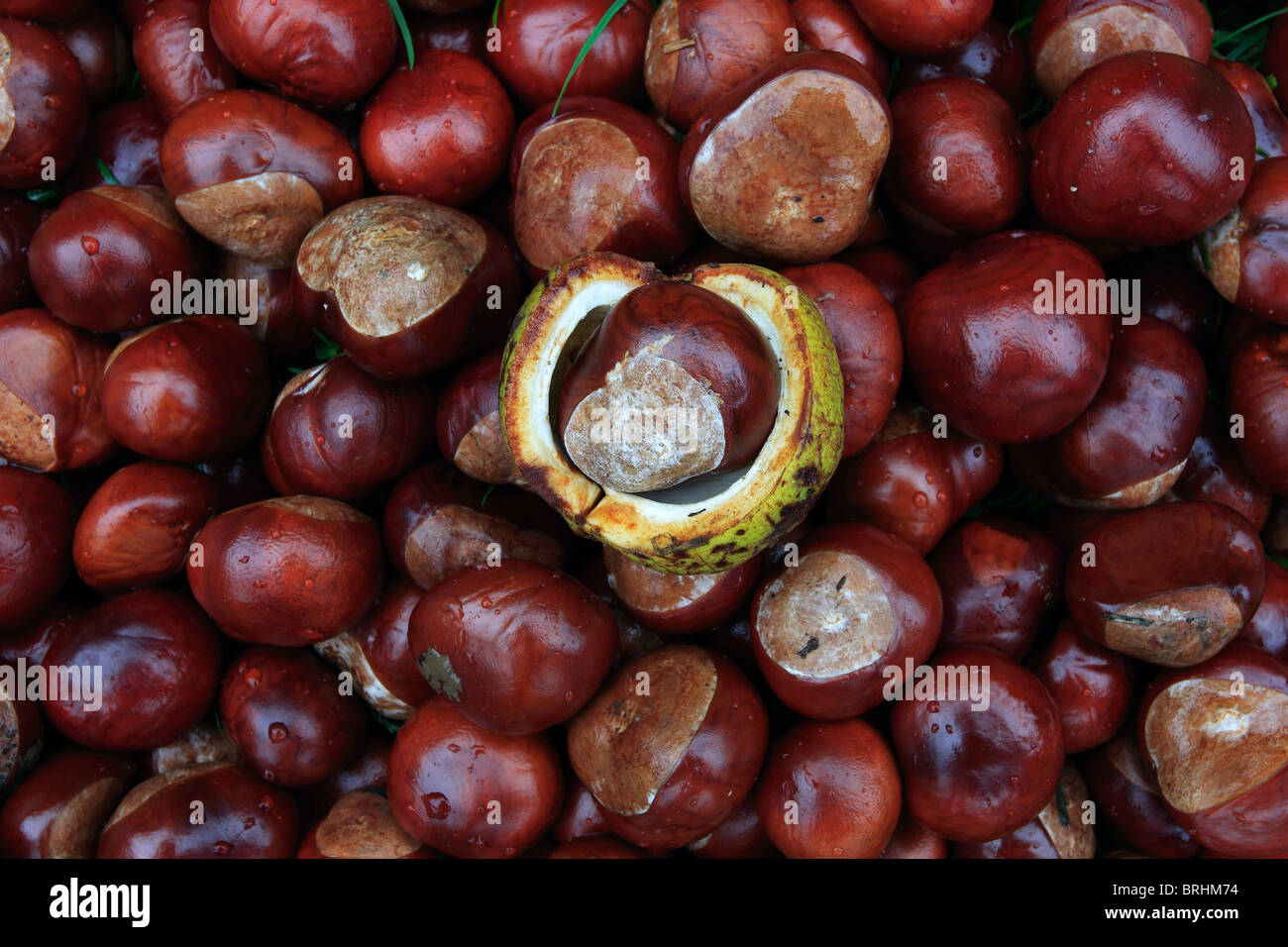 Conkers Shells Stock Photos & Conkers Shells Stock Images - Alamy