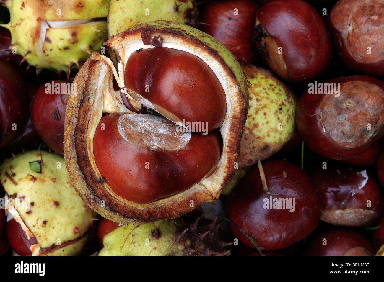 Close Up of Autumn Conkers from a Chestnut Tree Aesculus Hippocastanum ...