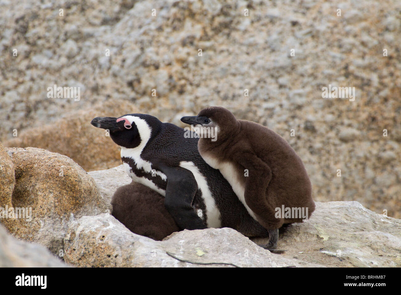 Jackass bird hi-res stock photography and images - Alamy