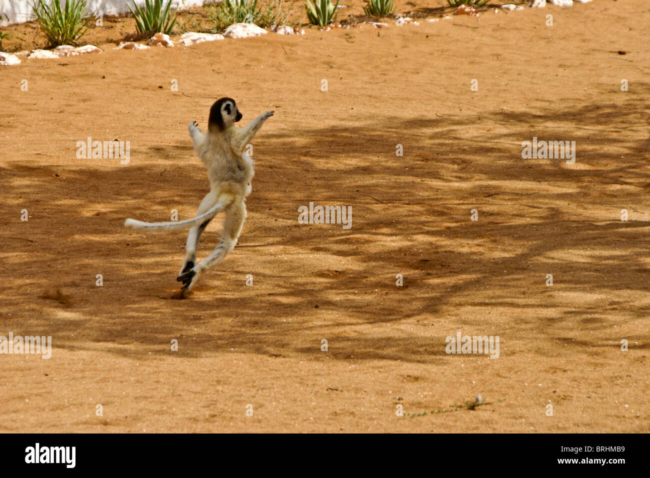 Hopping animals hi-res stock photography and images - Alamy