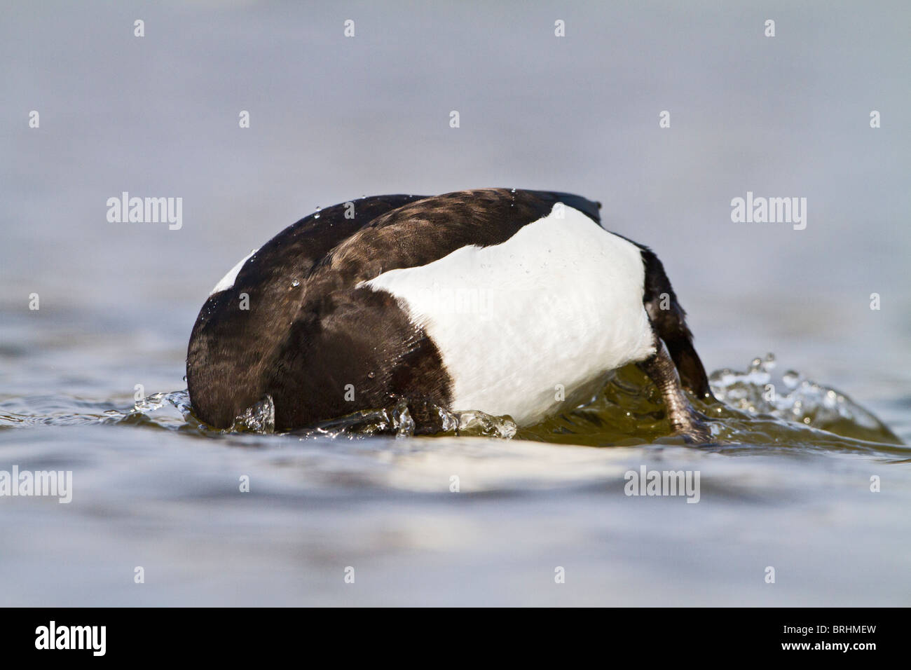 Tufted duck ( Anthya fuligula ) male diving Stock Photo - Alamy