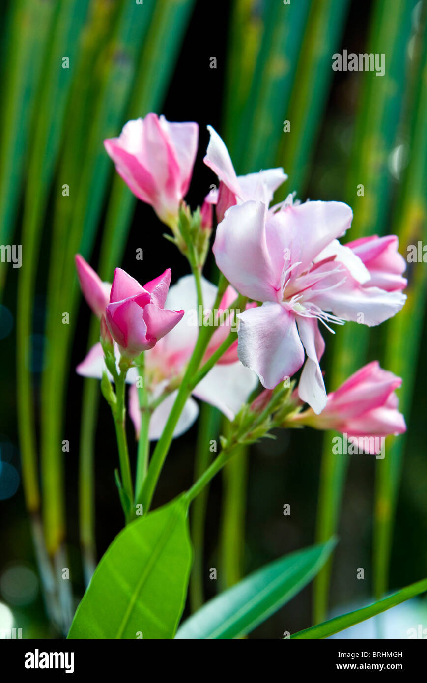 Caribbean flora flowers hi-res stock photography and images - Alamy
