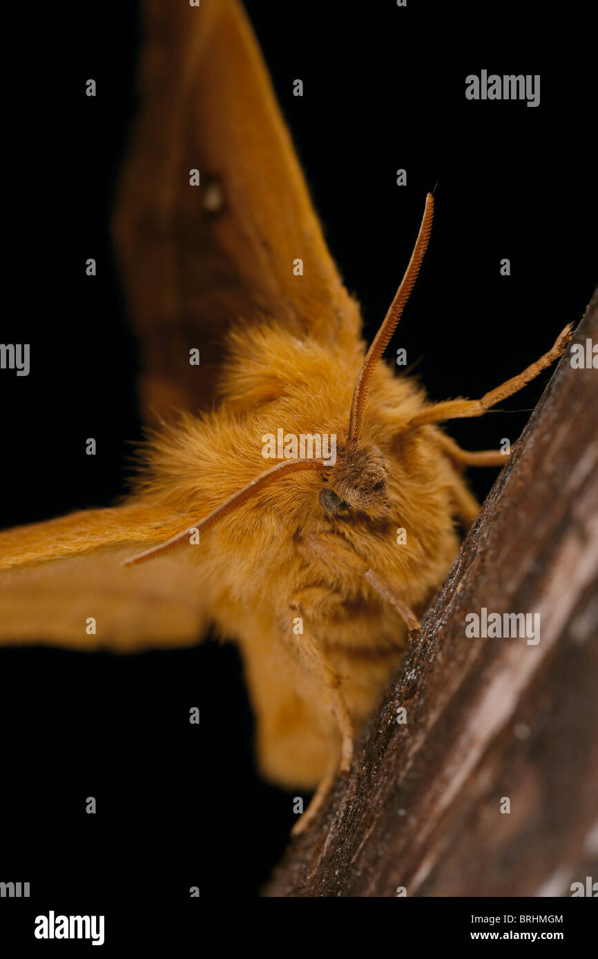 Oak eggar moth hi-res stock photography and images - Alamy