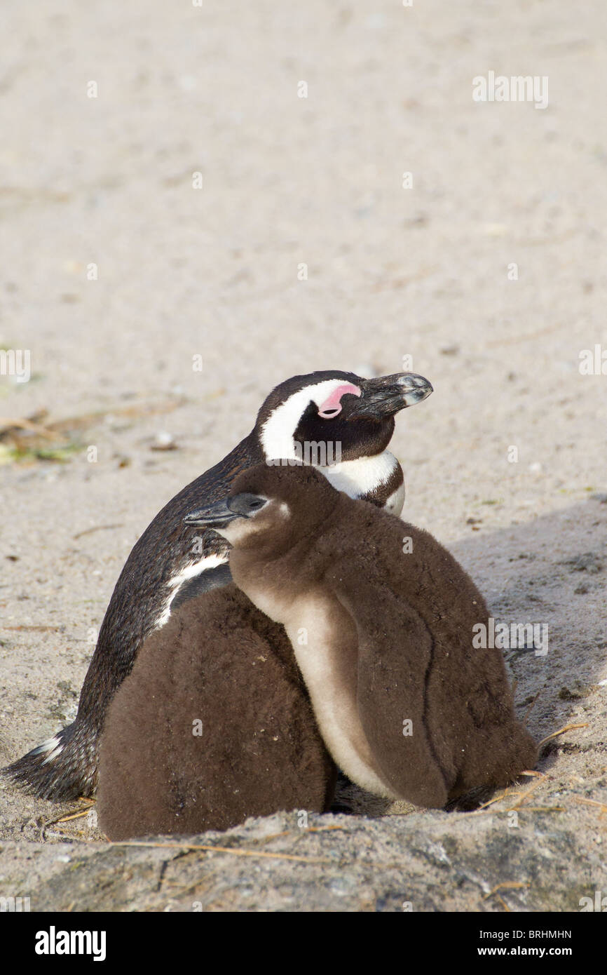 Jackass bird hi-res stock photography and images - Alamy