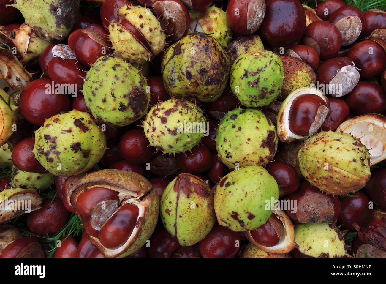 Close Up of Autumn Conkers from a Chestnut Tree Aesculus Hippocastanum ...
