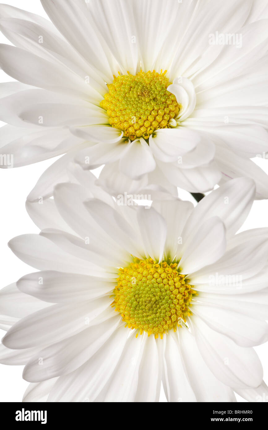 daisy isolated on a pure white background Stock Photo - Alamy