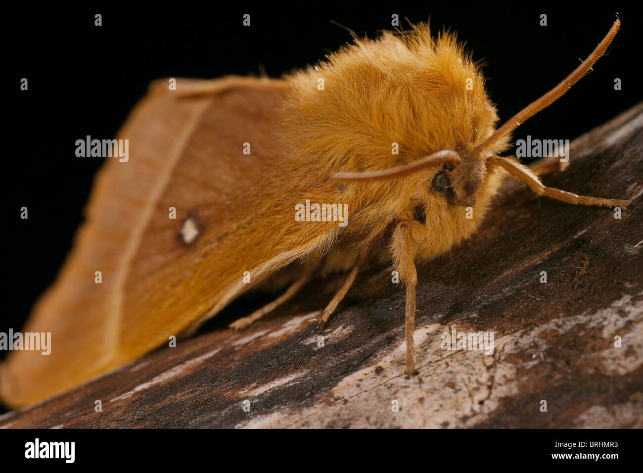 Oak eggar moth hi-res stock photography and images - Alamy