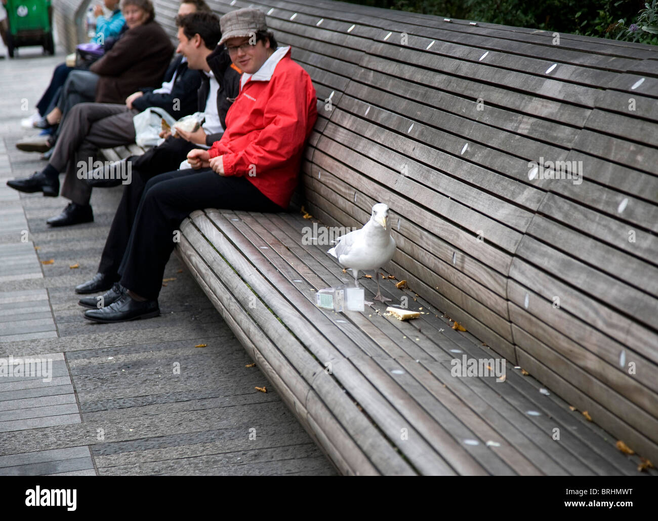 A Seagull Eating a Sandwich Stock Photo - Alamy