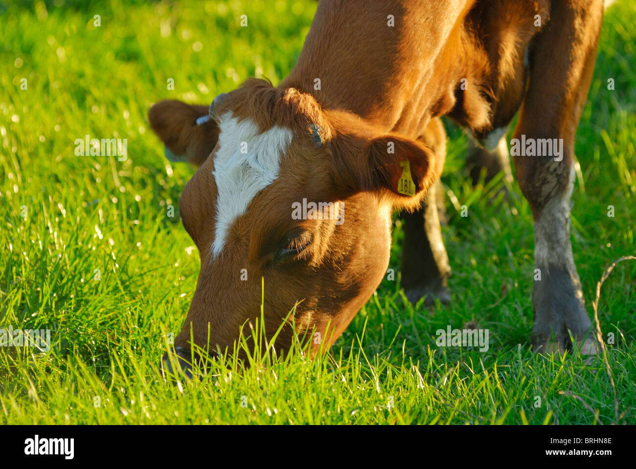 Cow eating green pasture in the X region de los Lagos, Chile Stock ...